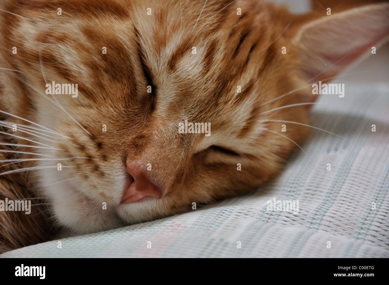 Red cat head Stock Photo - Alamy