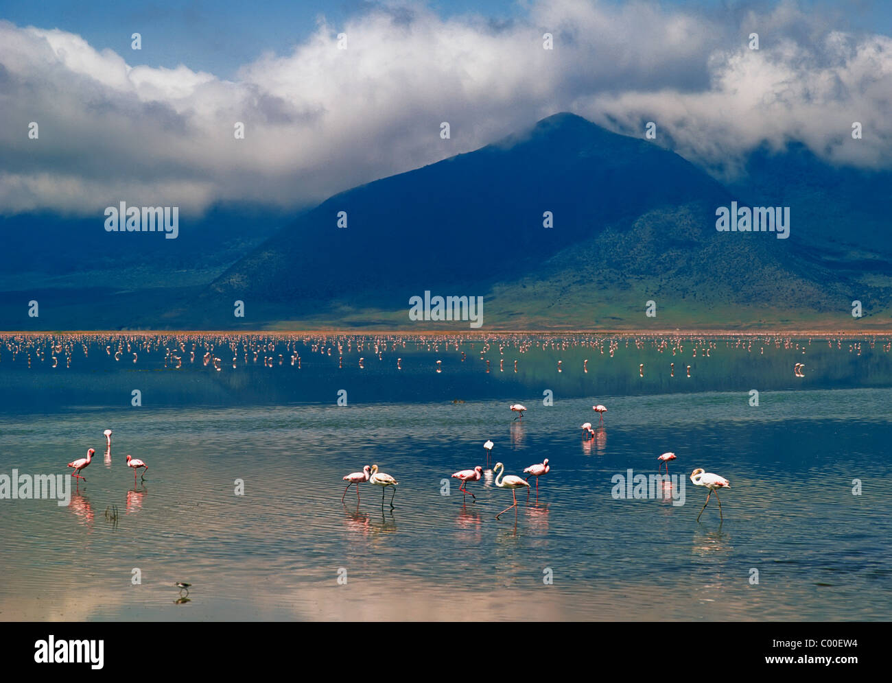 Flamingoes in crater lake at Ngorongoro Stock Photo - Alamy