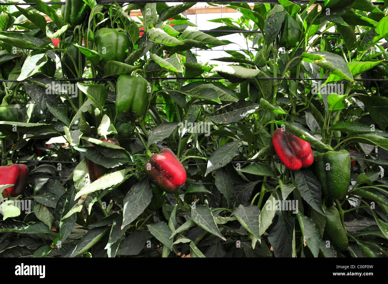 Organic pepper farm. Peppers are cultivated inside a hothouse Stock ...