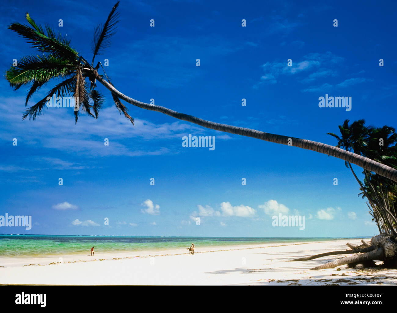 Unusual tree over blue hi-res stock photography and images - Alamy
