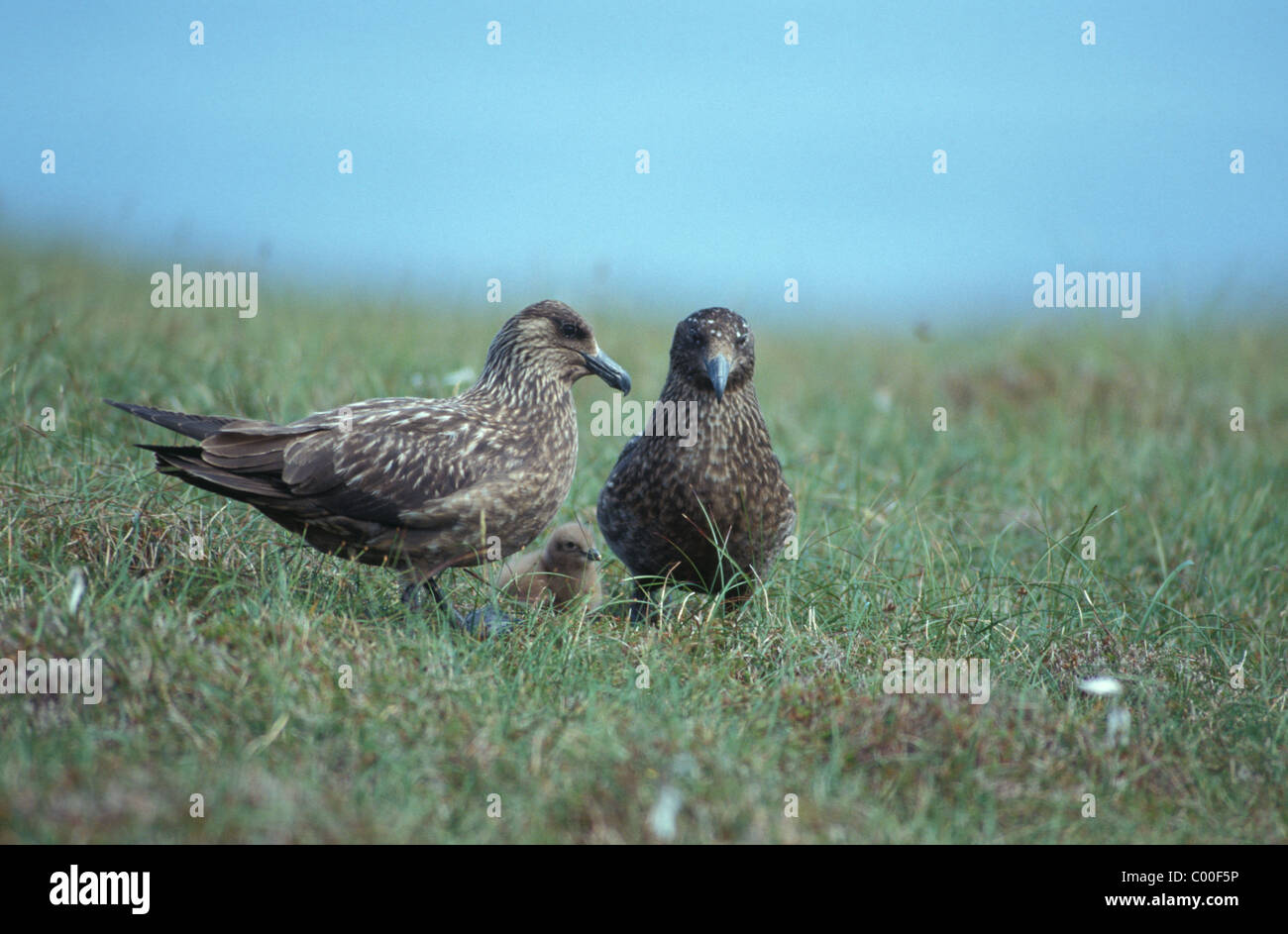 Family stercorariidae hi-res stock photography and images - Alamy