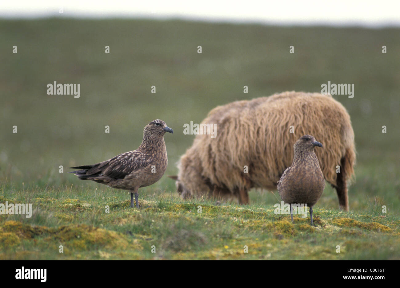 Great skua (Stercorarius skua) pair standing close to a sheep grazing ...