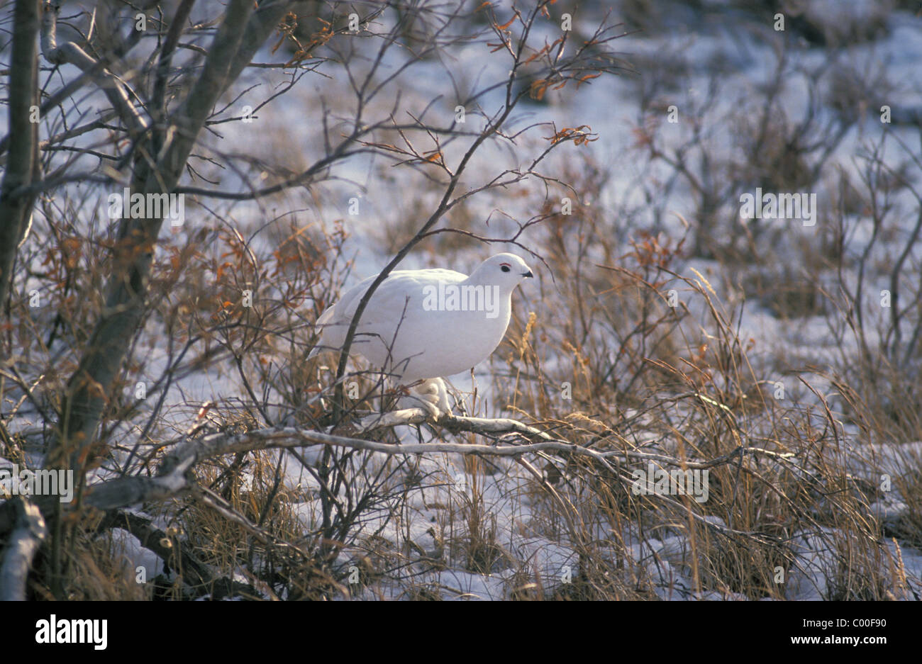 Willow grouse - Willow ptarmigan (Lagopus lagopus) in winter plumage ...