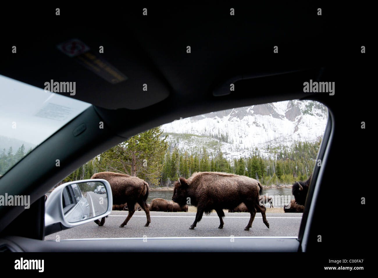 Driving in yellowstone national park hi-res stock photography and ...