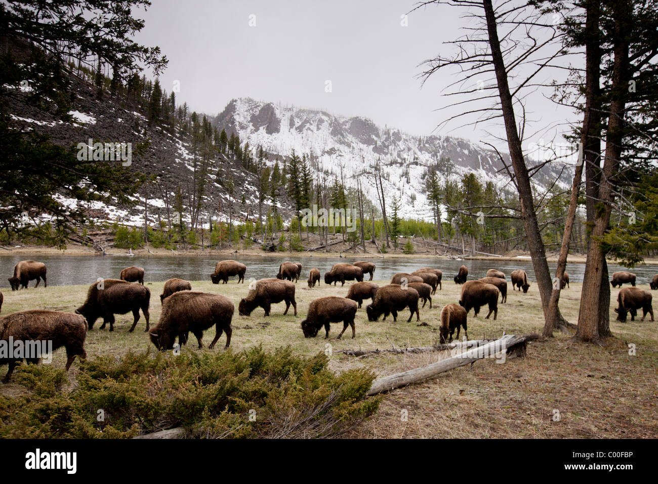 Yellowstone bison hi-res stock photography and images - Alamy