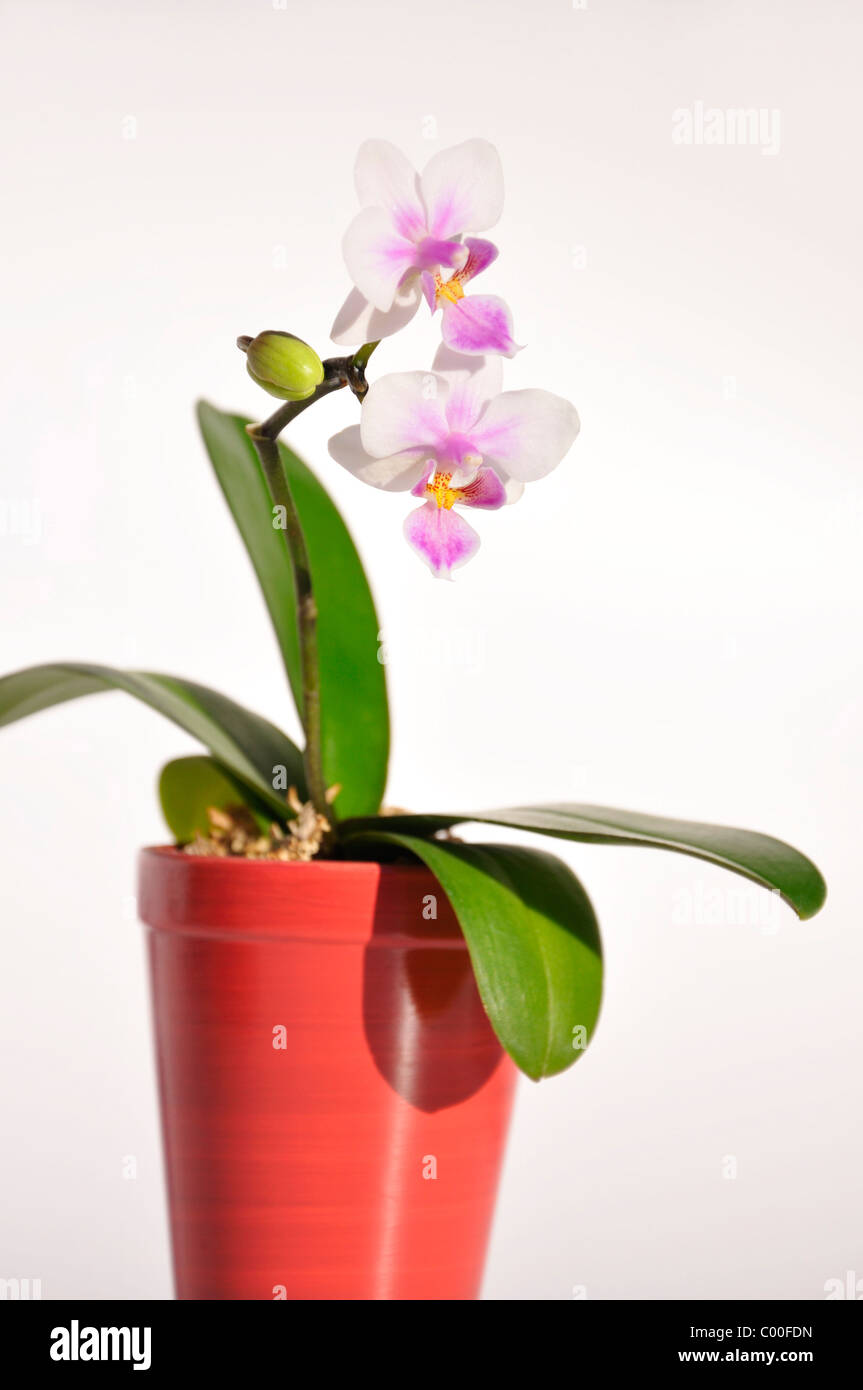Orchid in pot Stock Photo - Alamy