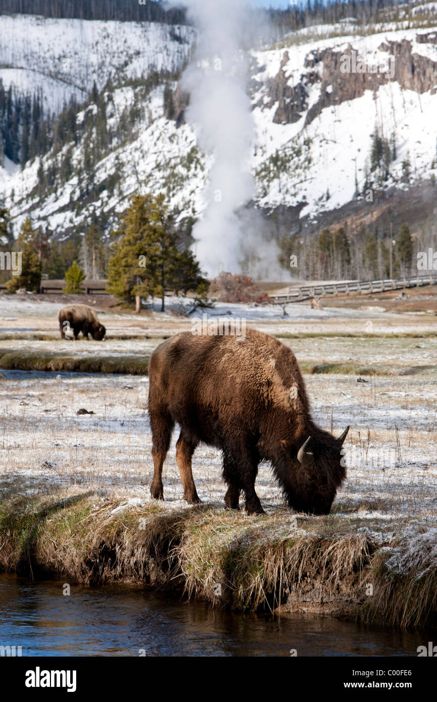 USA, Wyoming, Yellowstone National Park, Bison feeding along stream on ...