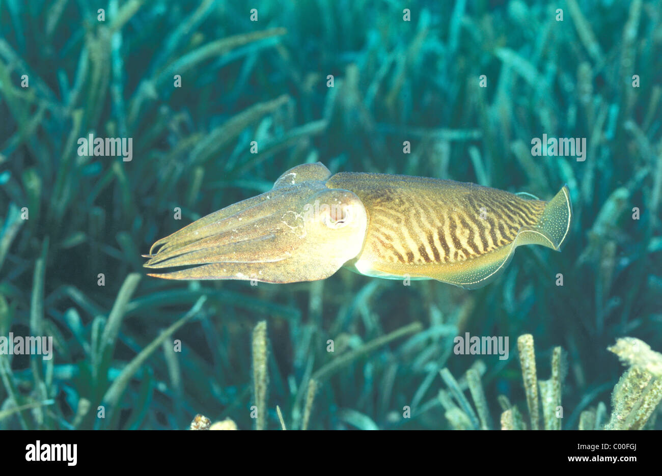 European common cuttlefish hi-res stock photography and images - Alamy