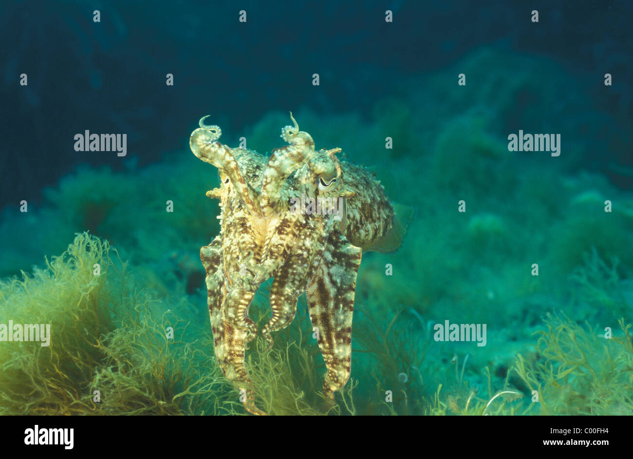 European common cuttlefish (Sepia officinalis) swimming & displaying ...