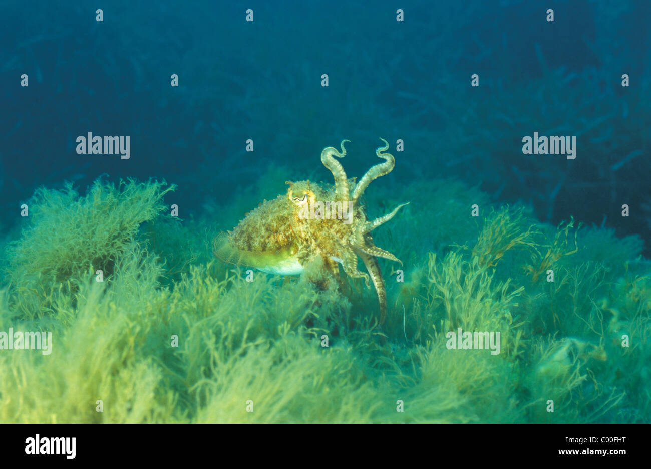 European common cuttlefish (Sepia officinalis) swimming & displaying ...