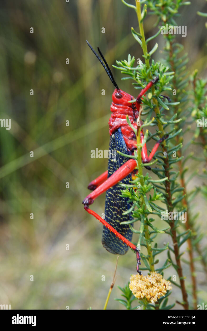Common milkweed locust Stock Photo - Alamy