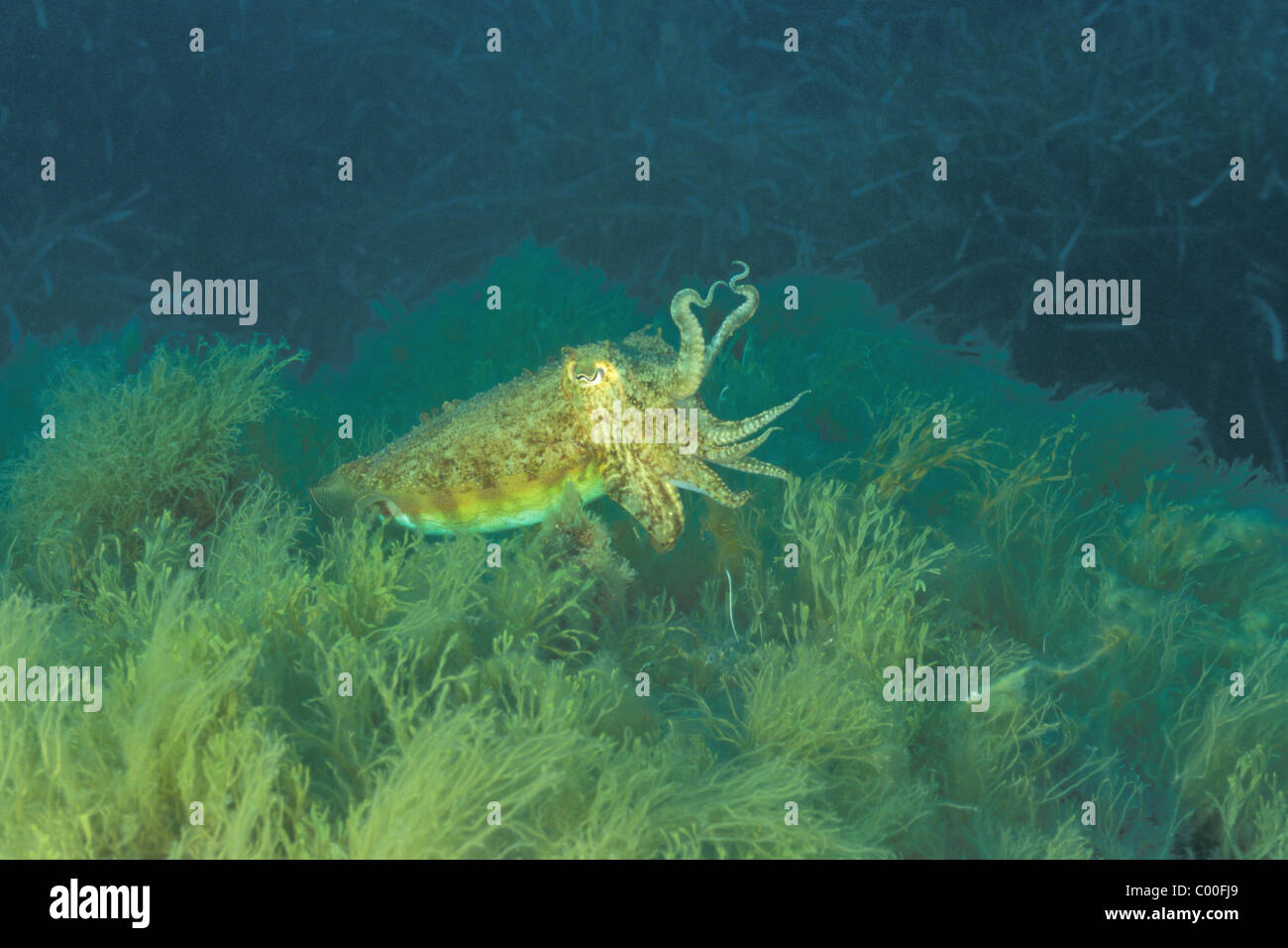 European common cuttlefish (Sepia officinalis) swimming & displaying ...