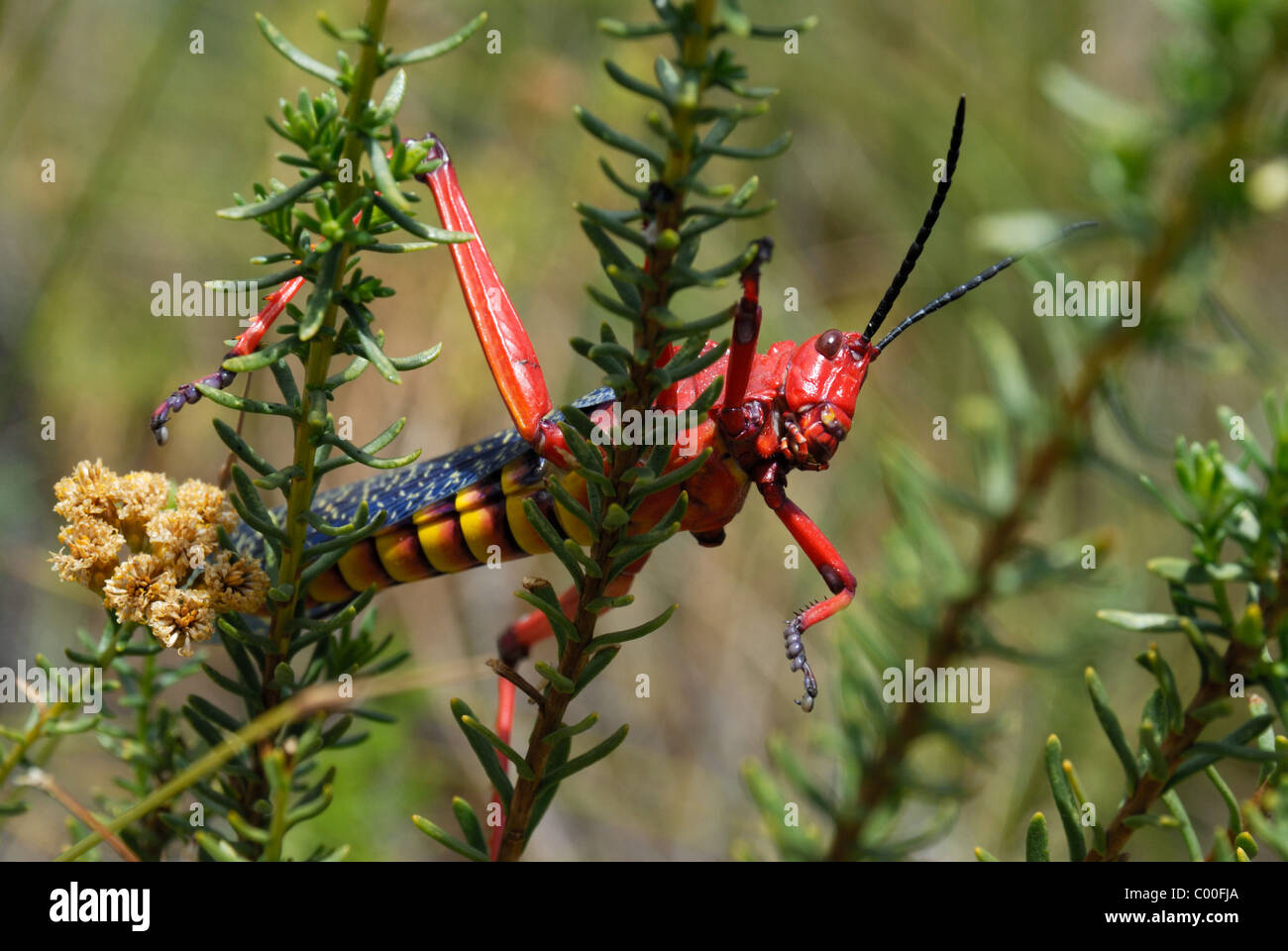Common milkweed locust Stock Photo - Alamy