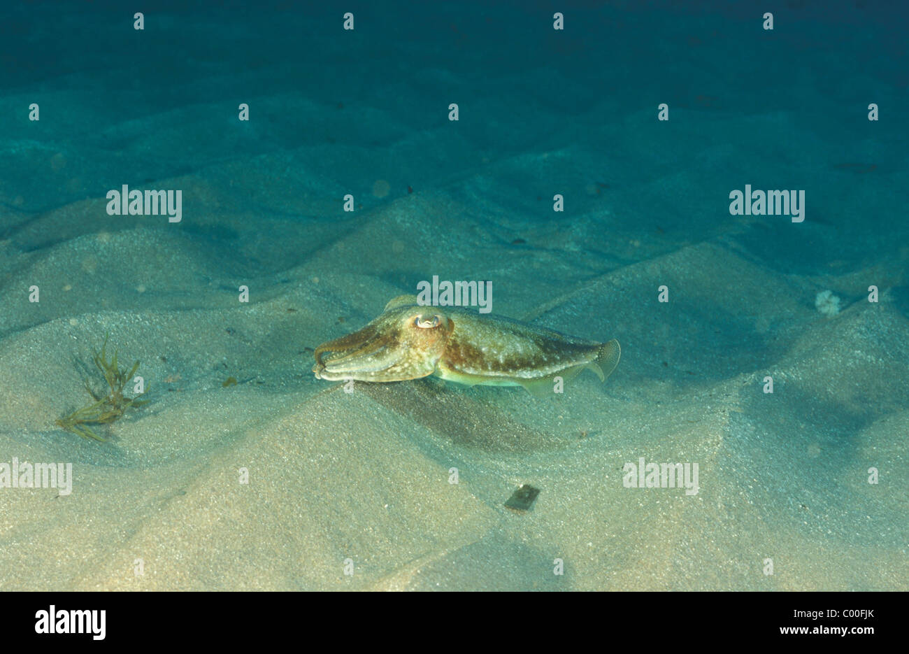European common cuttlefish (Sepia officinalis) standing close to the ...
