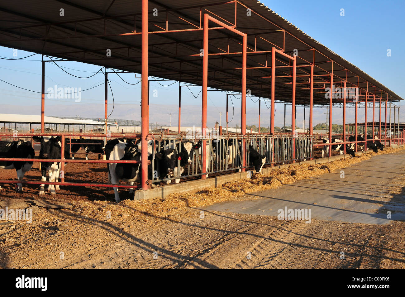 Cows in a cowshed Photographed at Faran in the Arava desert, Israel ...