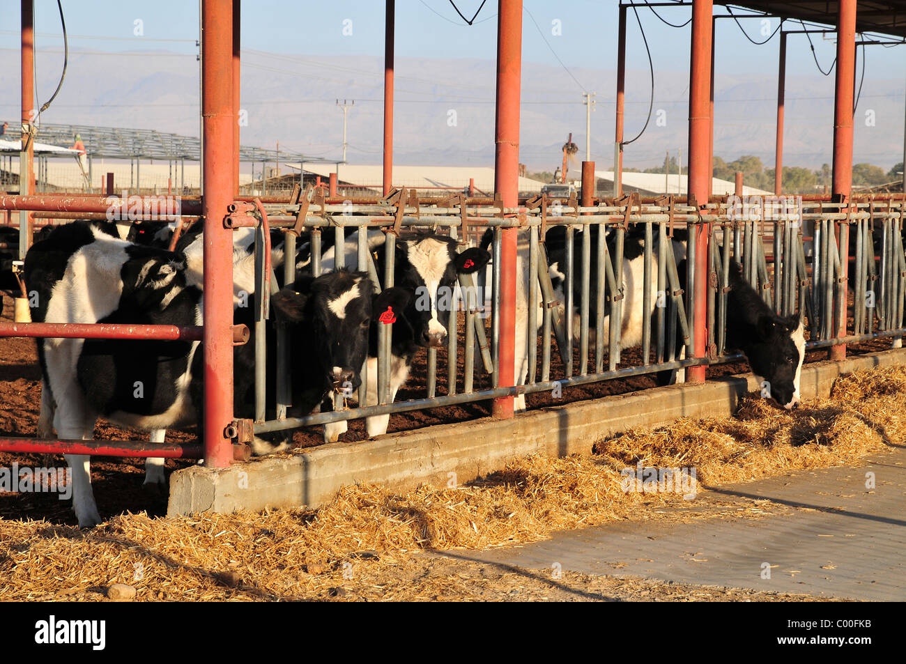 Cows in a cowshed Photographed at Faran in the Arava desert, Israel ...