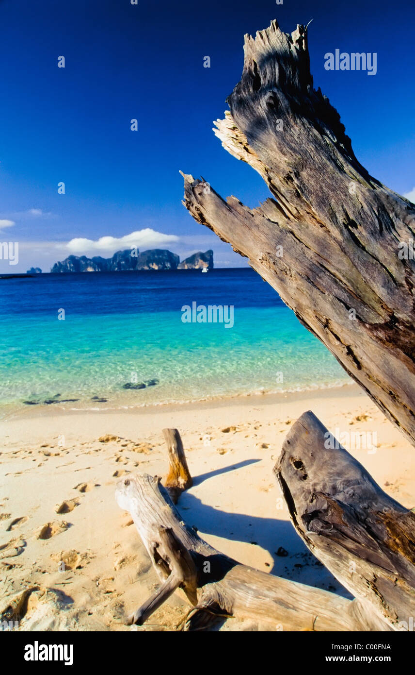 Drift wood on beach Stock Photo - Alamy