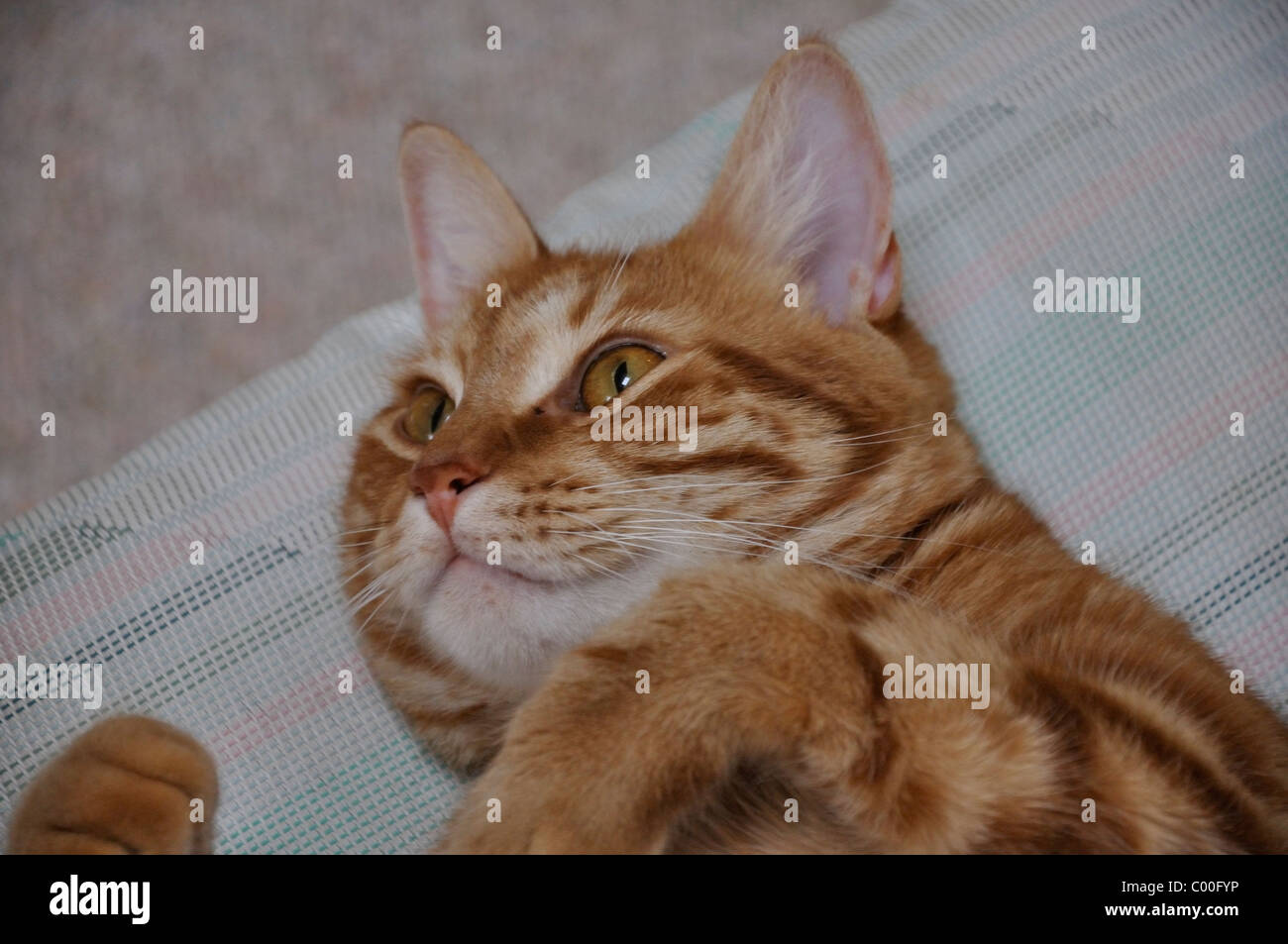 Red cat head Stock Photo - Alamy
