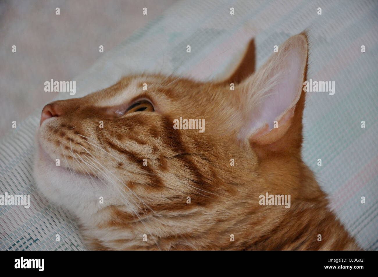 Red cat head Stock Photo - Alamy