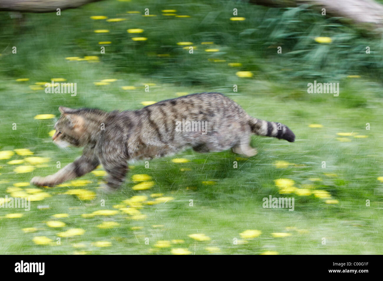Scottish Wildcat Felix Sylvestris High Resolution Stock Photography and ...