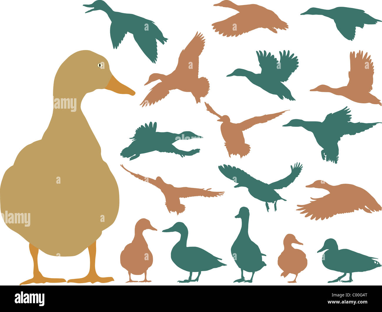 Mallard Duck Silhouette High Resolution Stock Photography and Images ...