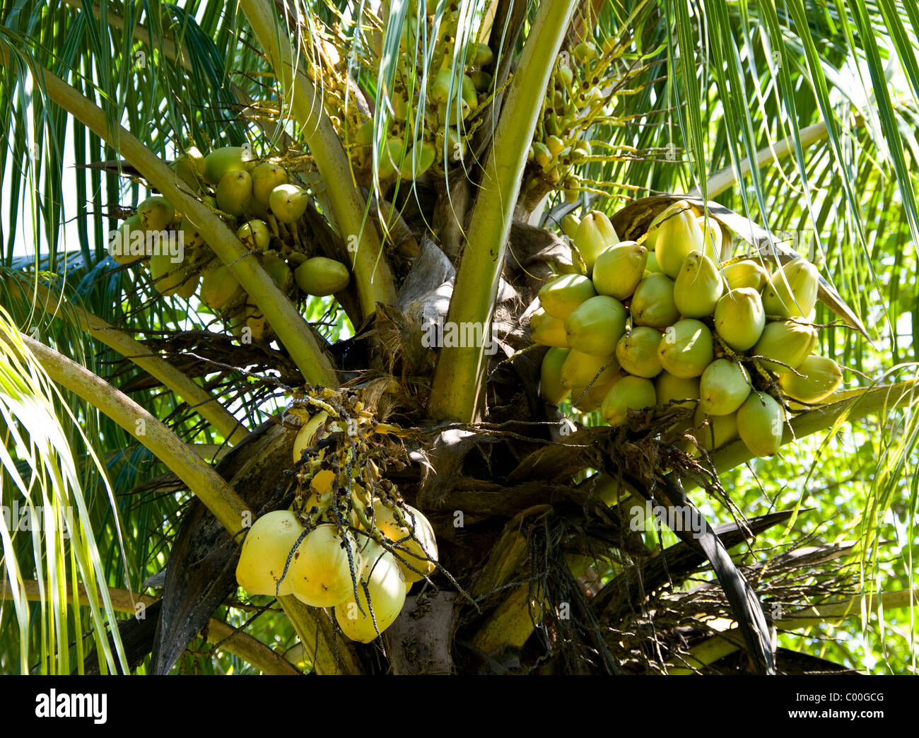 Honduras economy hi-res stock photography and images - Alamy