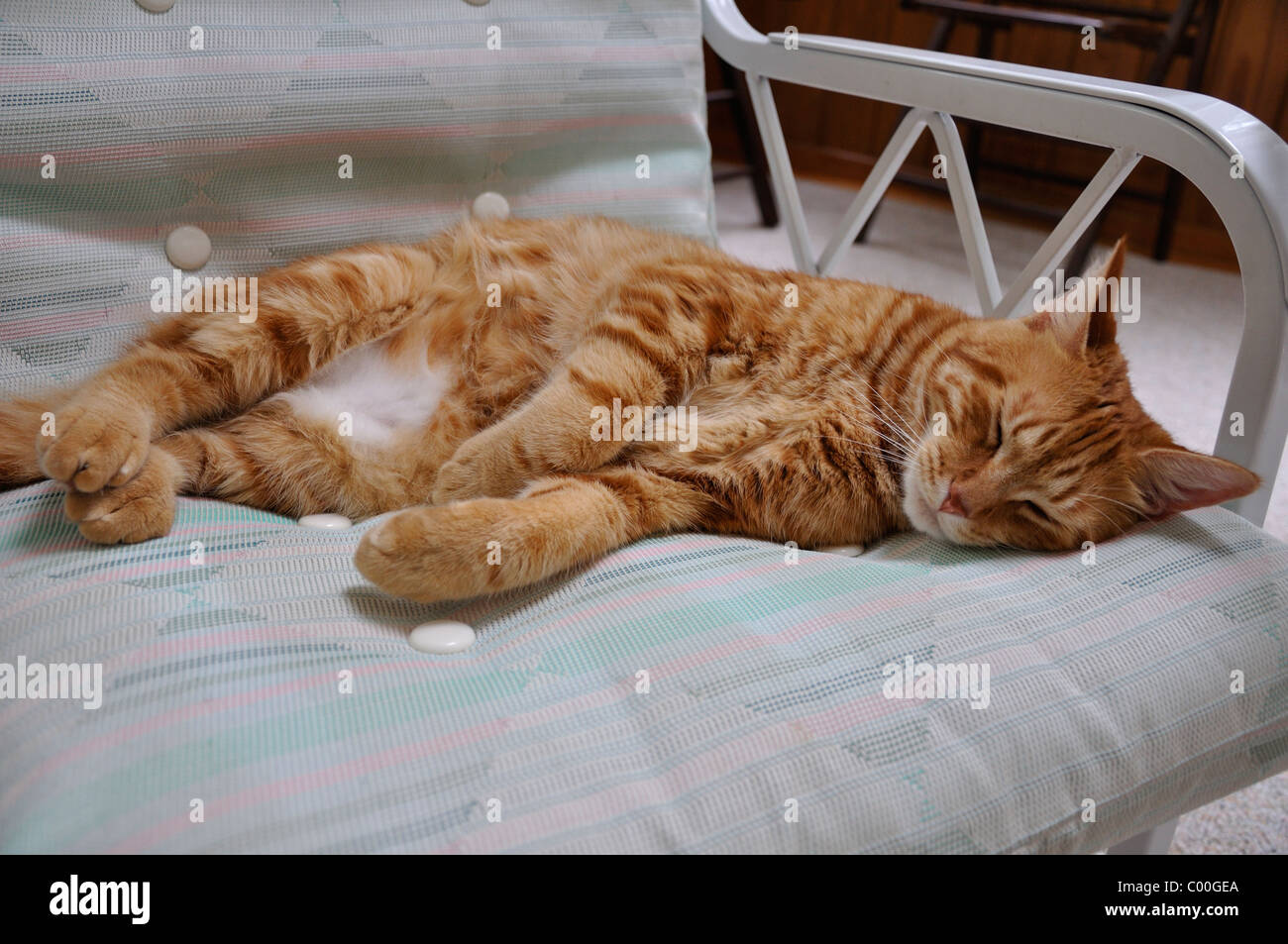 Red cat sleeping Stock Photo - Alamy