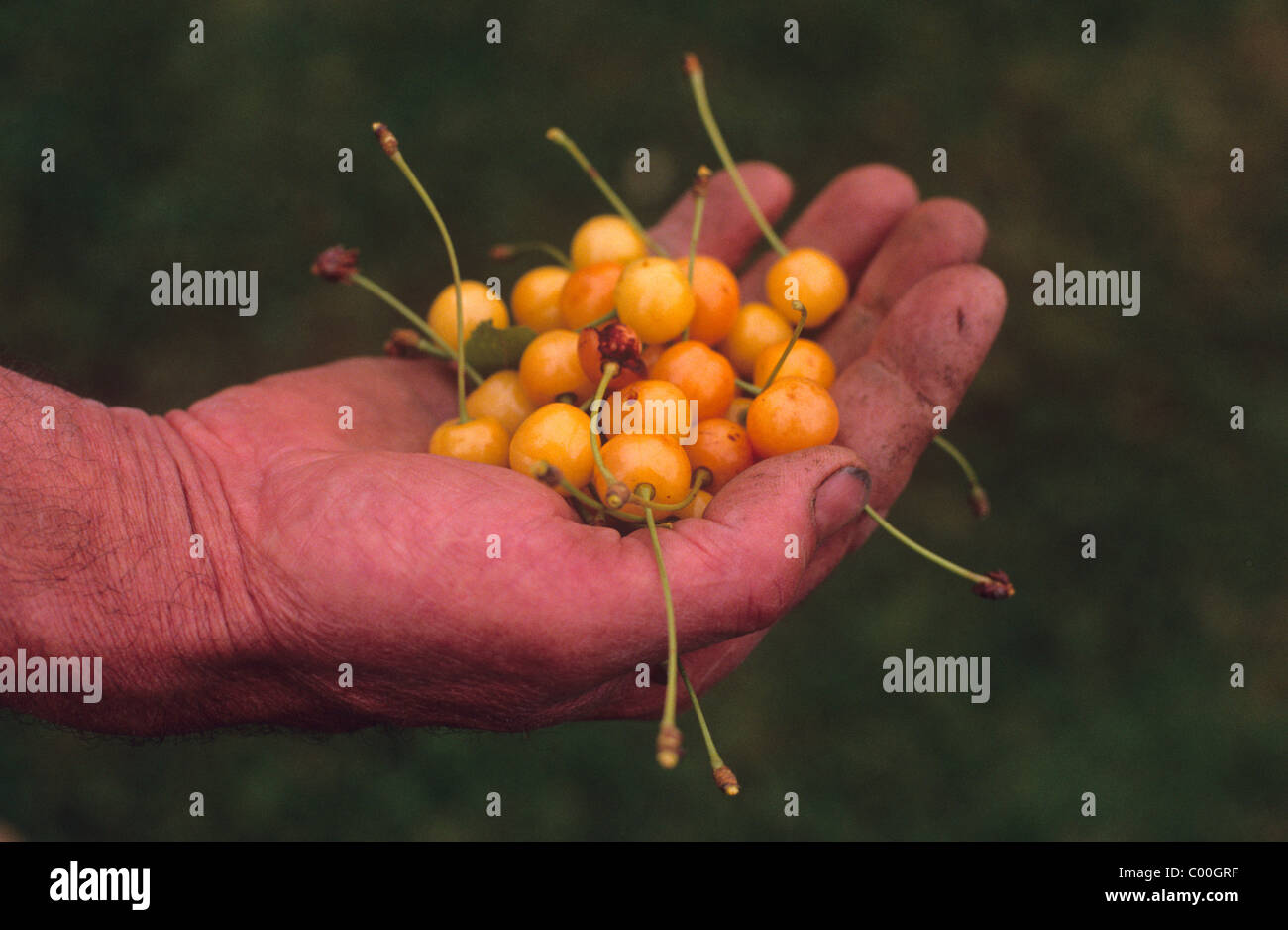 Wild yellow cherries used to make Cherry Brandy Stock Photo - Alamy