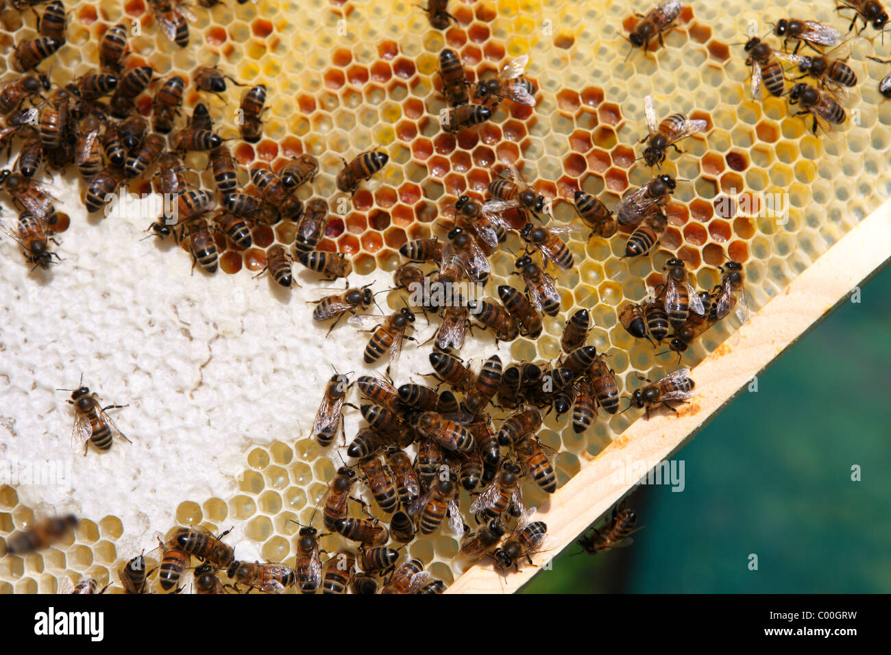 Bee keeper checking his honey bees in an allotment in London, England ...