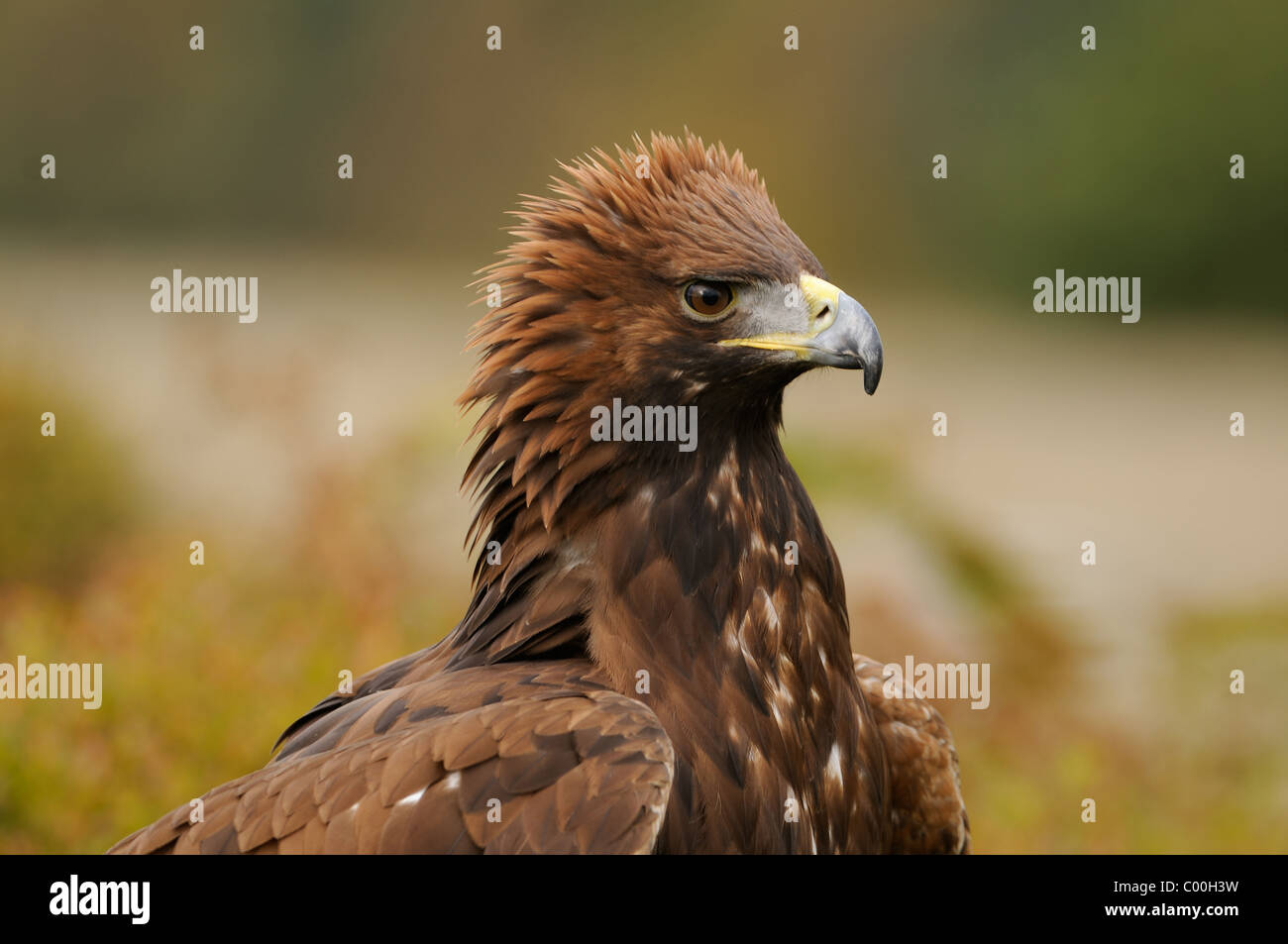 Golden Eagle on a Hillside near Loughborough, Leicestershire in England ...