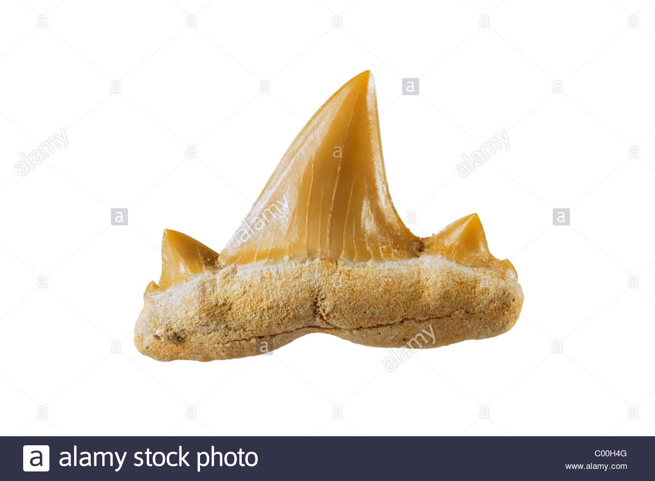 Preserved Teeth High Resolution Stock Photography and Images - Alamy