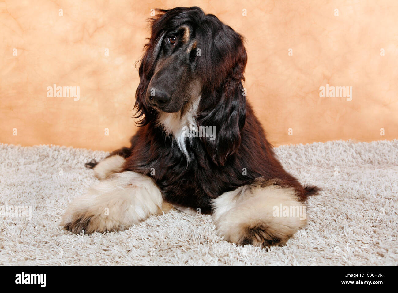 Afghanischer Windhund / Afghan Hound Stock Photo - Alamy