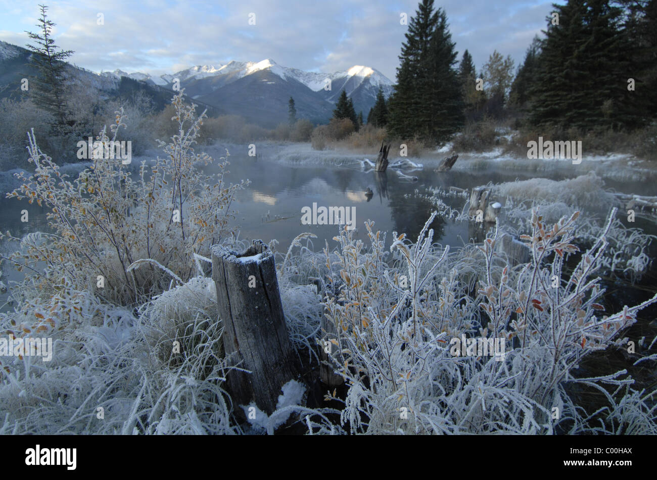 Canada tree stumps hi-res stock photography and images - Alamy