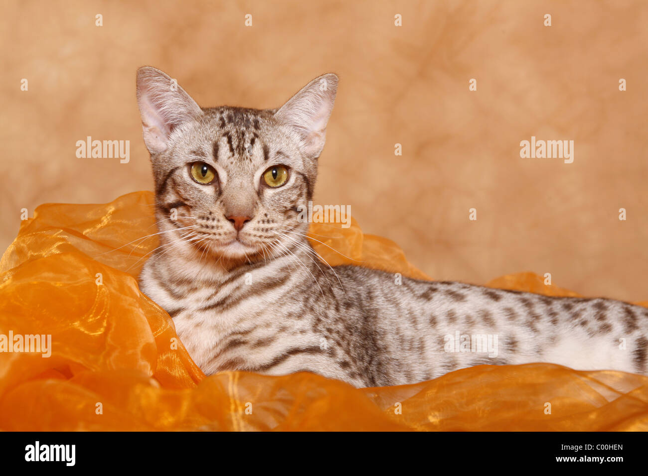 Ocicats hi-res stock photography and images - Alamy