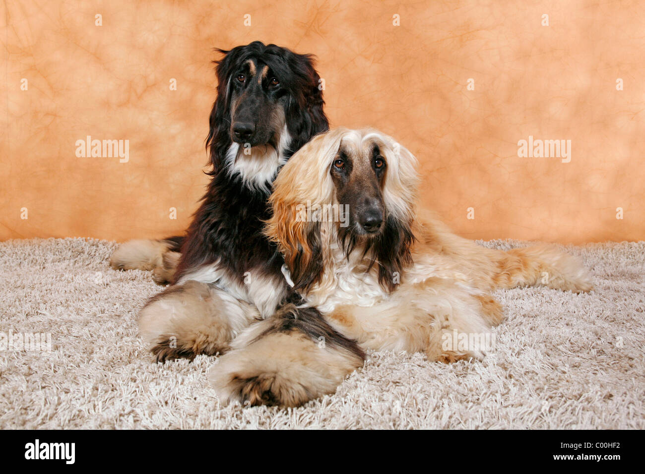 Windhunde hi-res stock photography and images - Alamy