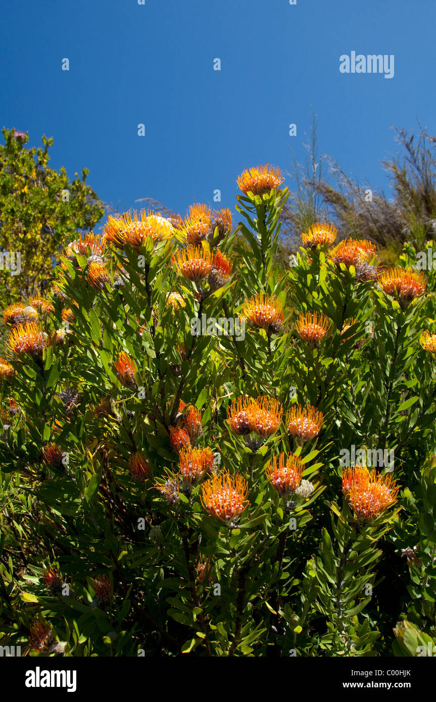 South Africa, Cape Town, Kirstenbosch National Botanical Garden. Protea ...