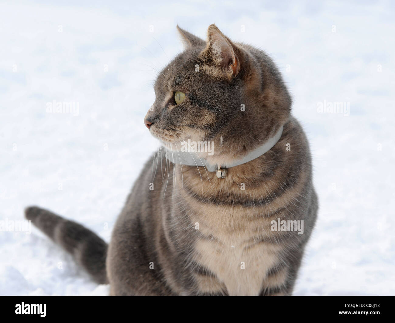 A tabby cat sitting in the snow Stock Photo - Alamy