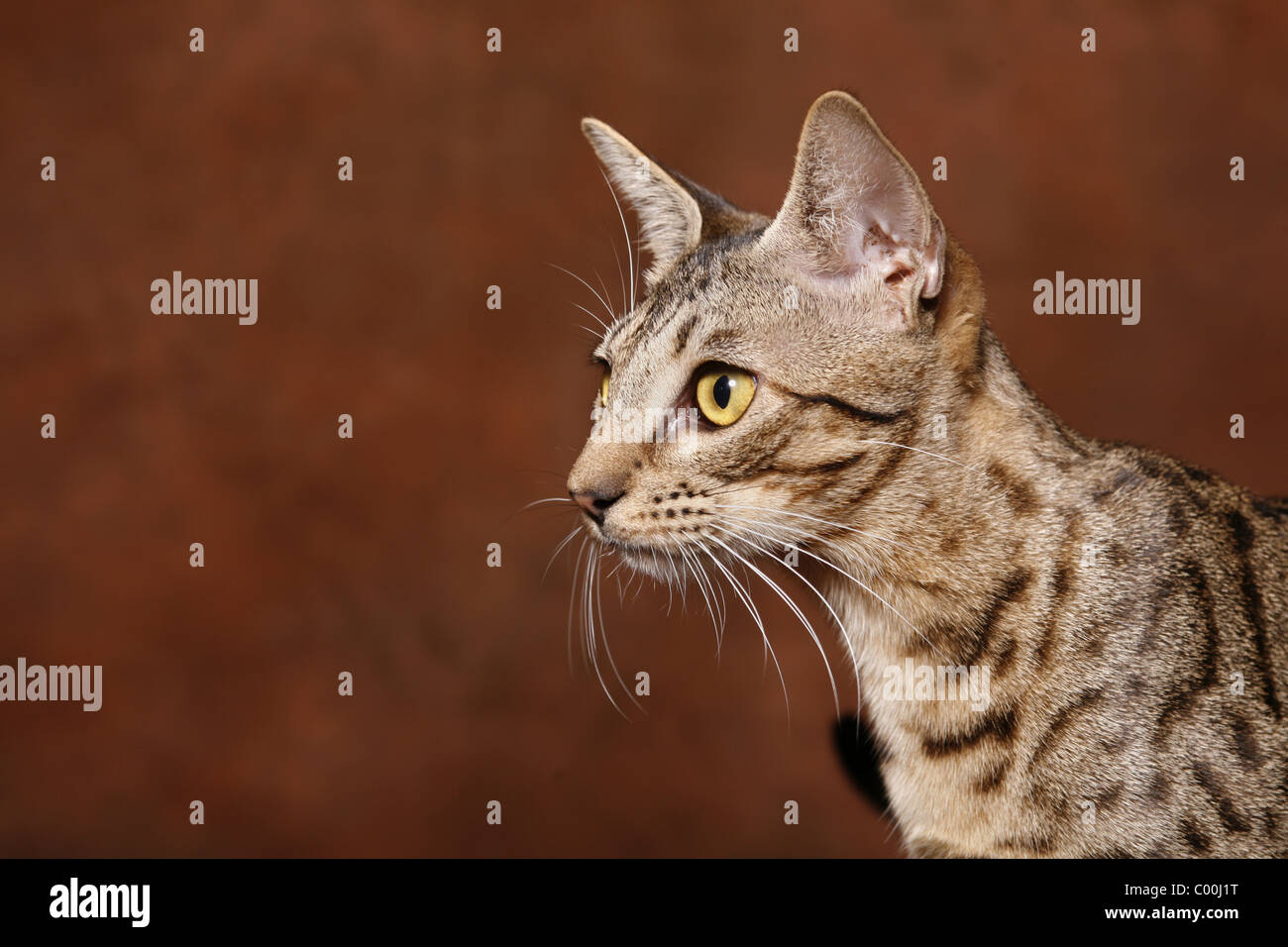 Ocicats hi-res stock photography and images - Alamy