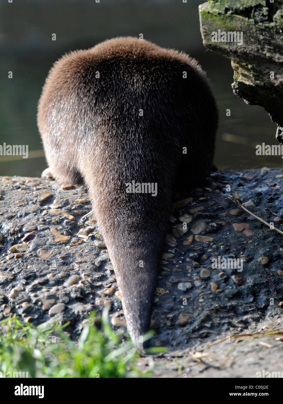 The tail of an otter Stock Photo - Alamy