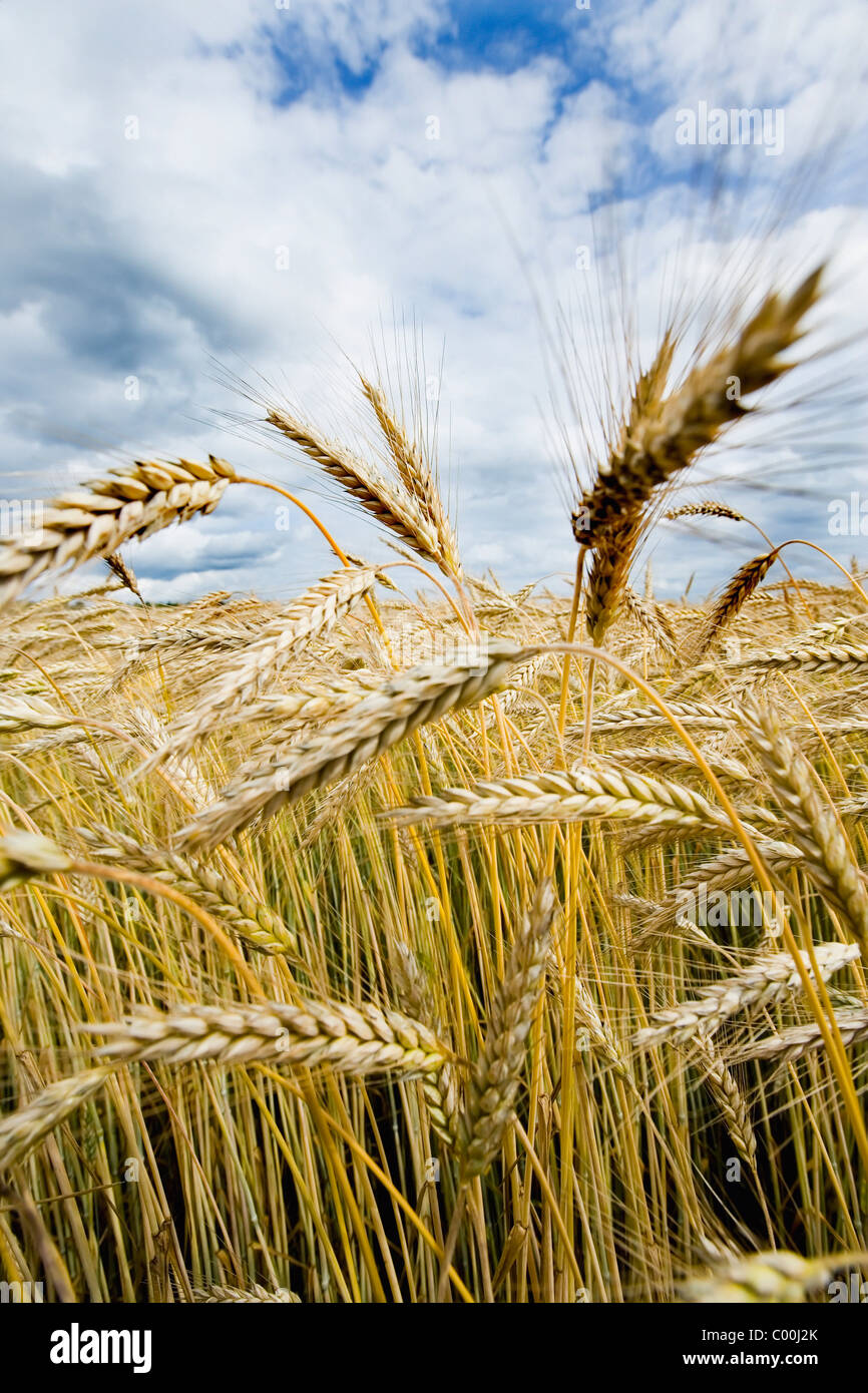 Wheat field before harvest Stock Photo - Alamy
