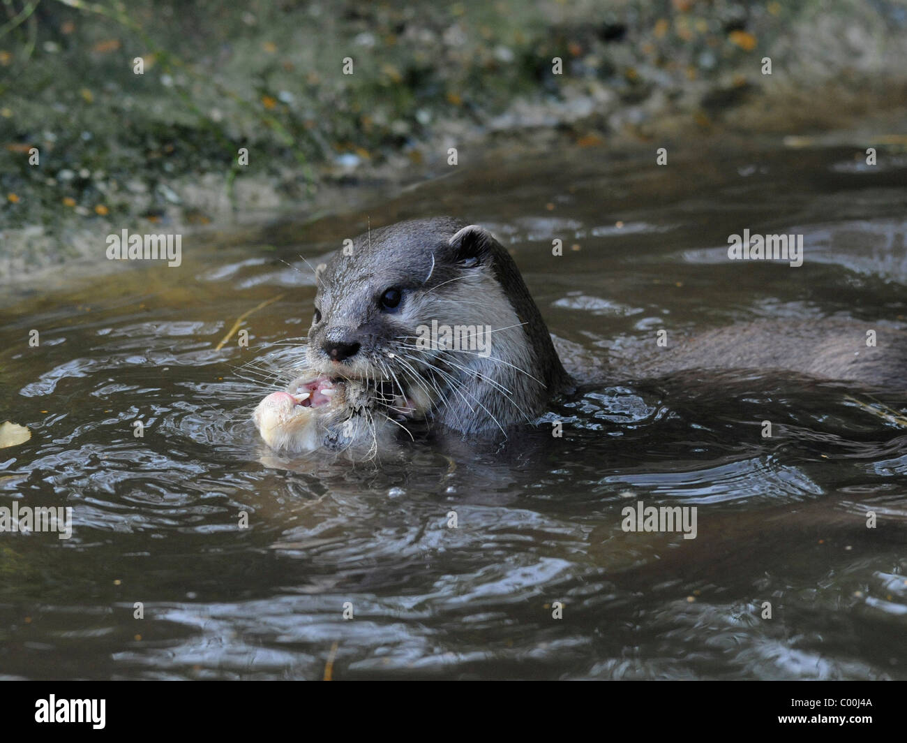 Playing otters hi-res stock photography and images - Alamy