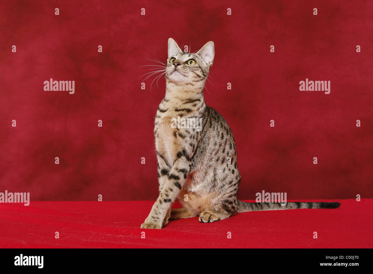 Ocicat tabby hi-res stock photography and images - Alamy