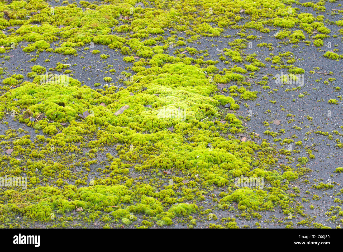 Driveway plant hi-res stock photography and images - Alamy