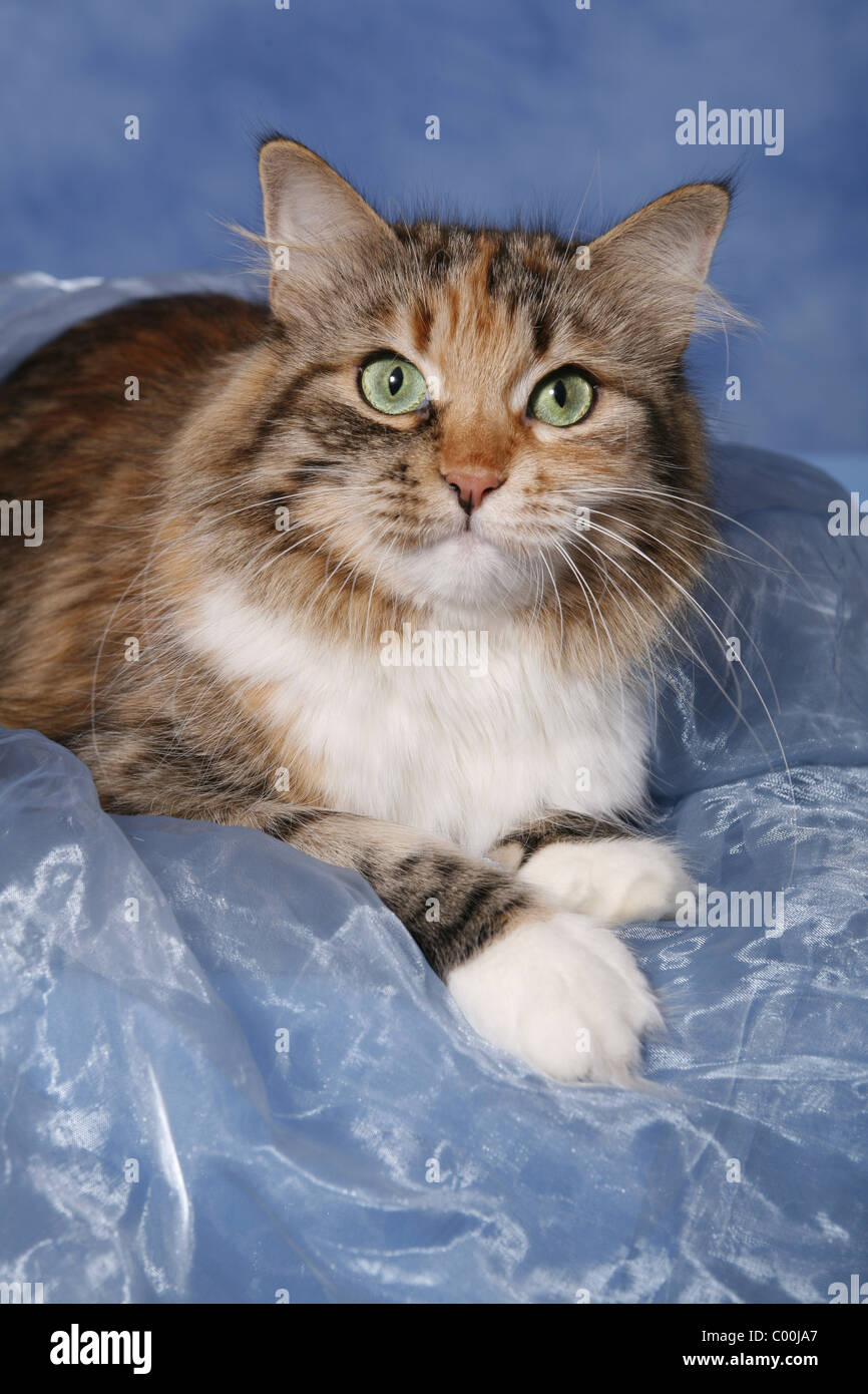 Black Mackerel Torbie Stock Photos & Black Mackerel Torbie Stock Images ...