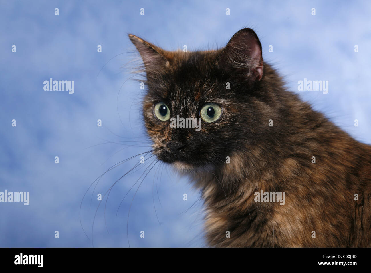 Sibirische Katze Portrait / Siberian Cat Portrait Stock Photo - Alamy