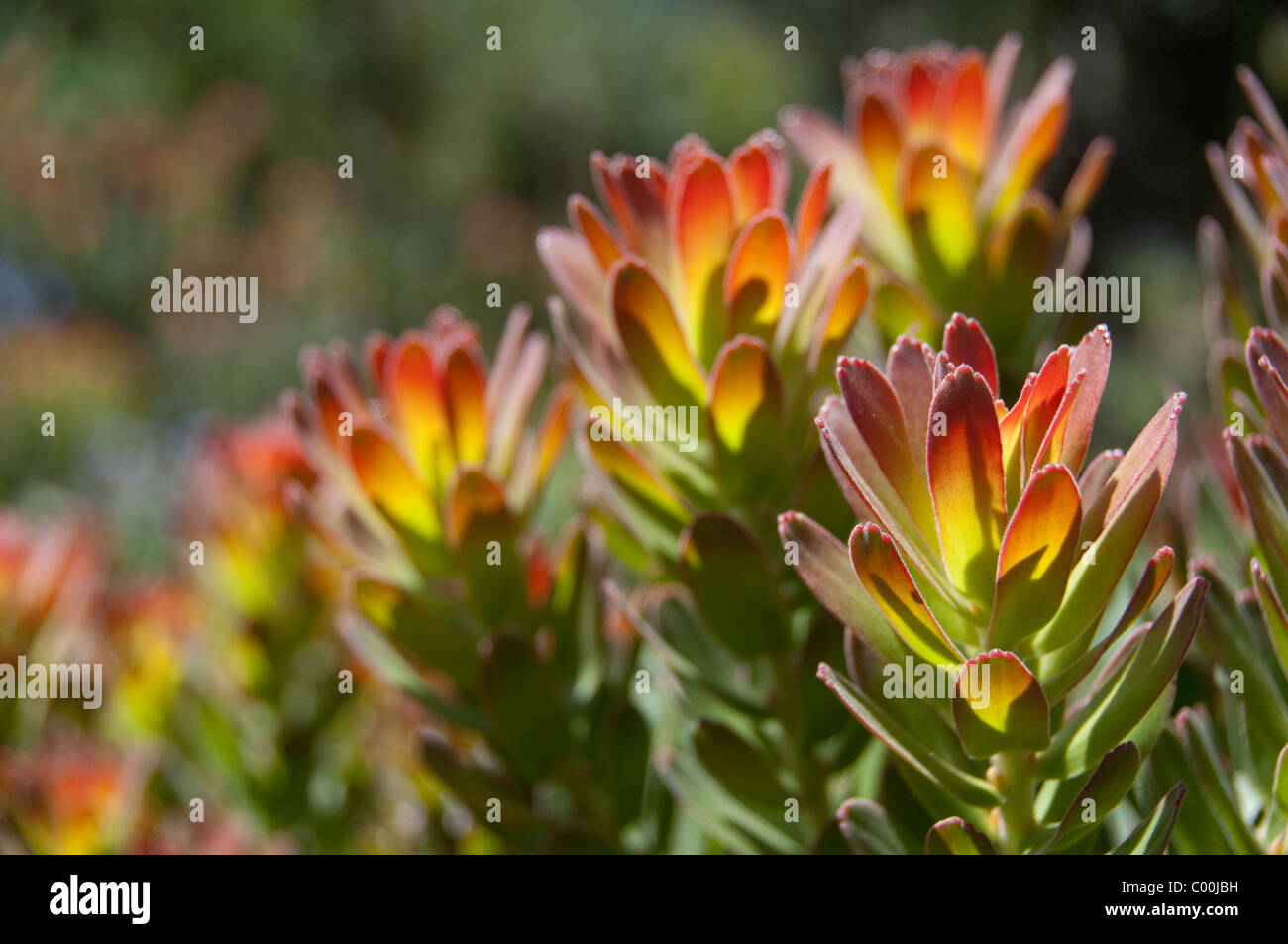 South Africa, Cape Town, Kirstenbosch National Botanical Garden. Protea ...