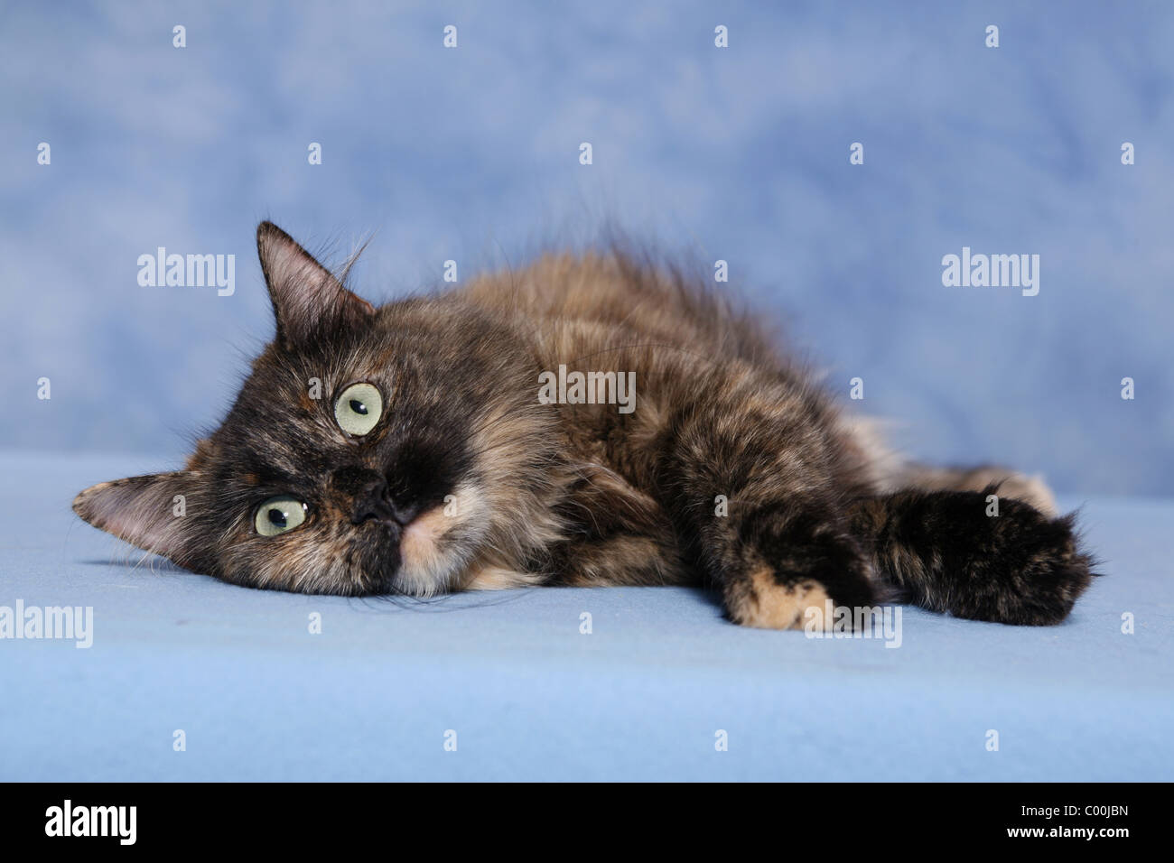 Dunkle katze hi-res stock photography and images - Alamy