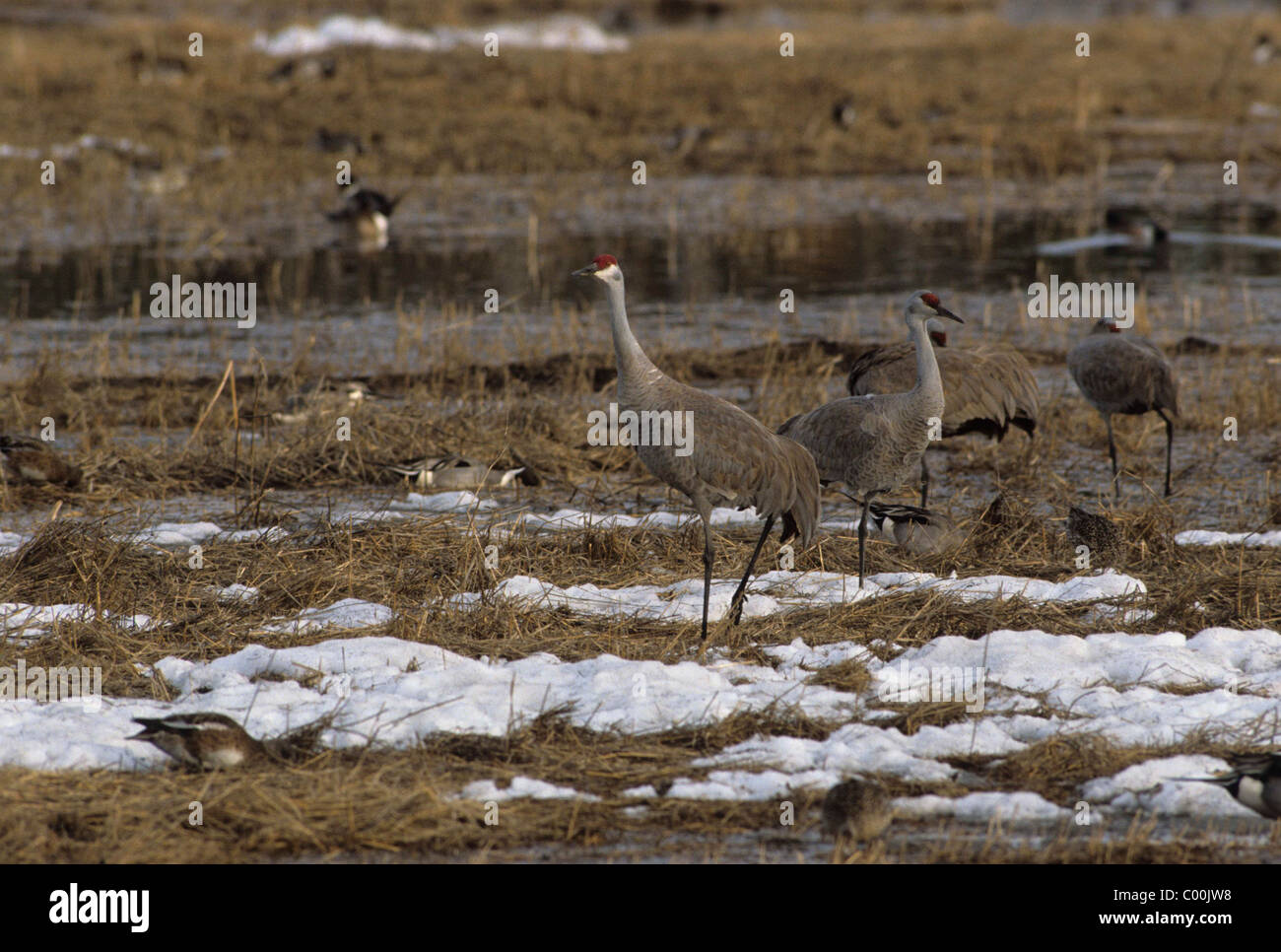 Sandhill Crane, Spring, Fairbanks, Alaska Stock Photo - Alamy