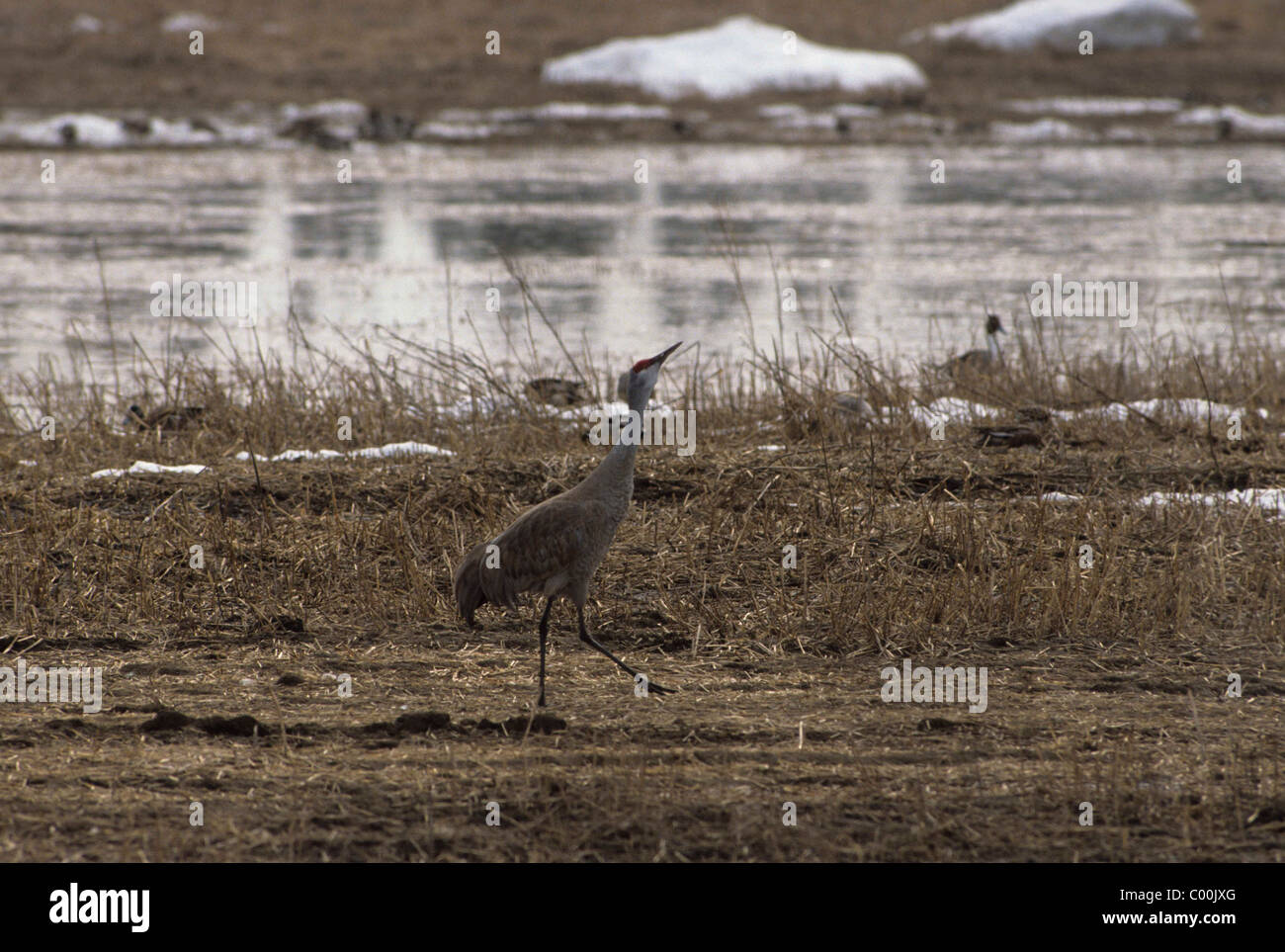 Sandhill Crane, Spring, Fairbanks, Alaska Stock Photo - Alamy