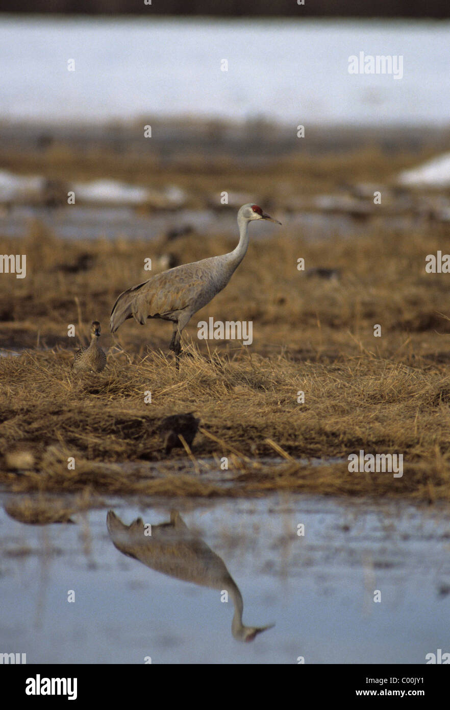Sandhill Crane, Spring, Fairbanks, Alaska Stock Photo - Alamy